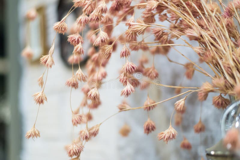 Pink flower stalk stock image. Image of aged, grain, flower - 42440871