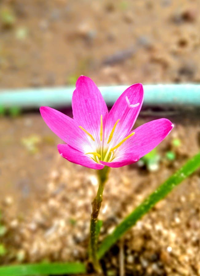 Pink Flower with a Stem and Two Leaves Stock Image - Image of stem ...