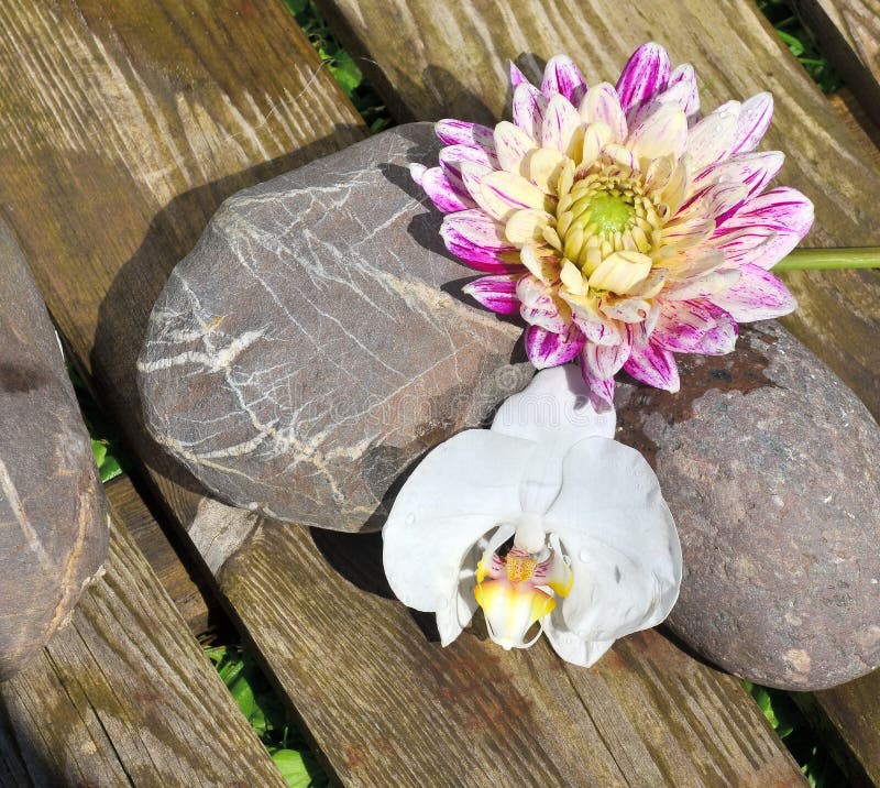 Pink flower Stone stock photo. Image of flower, closeup - 32759020