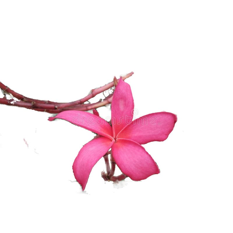 Pink Flower on a Strand Isolated with White Background. Stock Photo ...