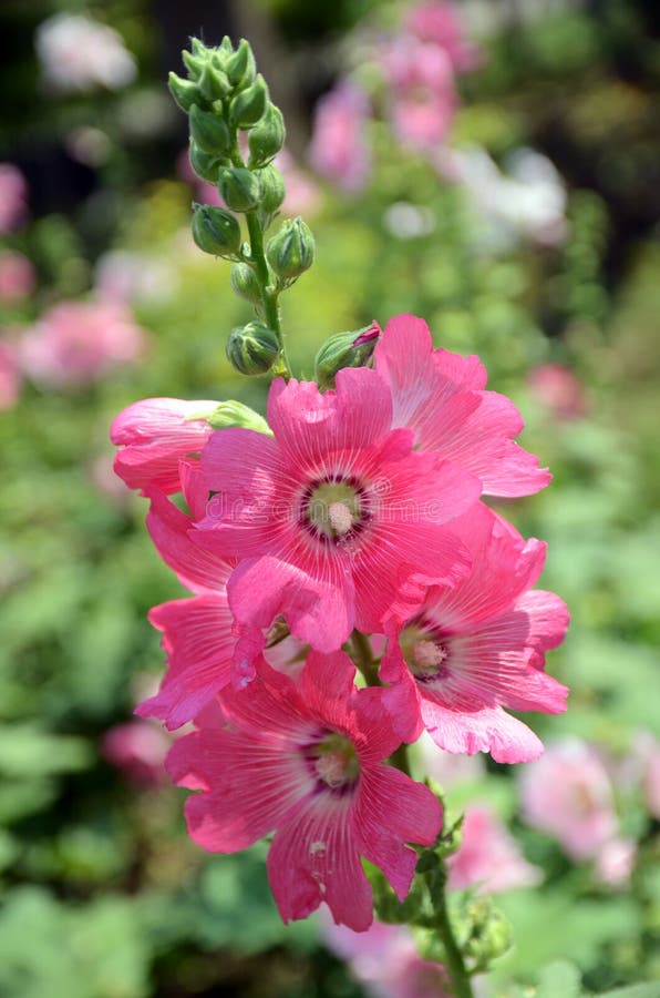 Flower stock photo. Image of angiosperms, seeds, blossom - 29862444
