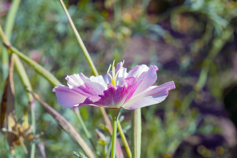 Pink Flower in Summer Garden Side View Stock Photo - Image of flowerbed ...