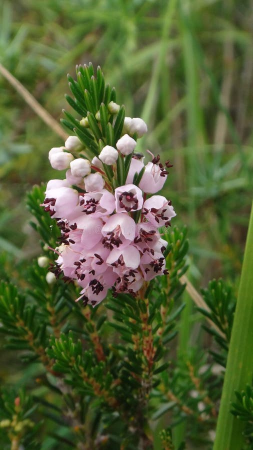 Pink flower stock image. Image of blossom, nature, bush - 56996059
