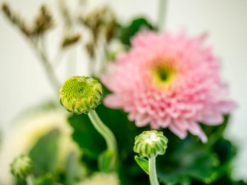 Pink flower on table stock photo. Image of flower, bloom - 243479222