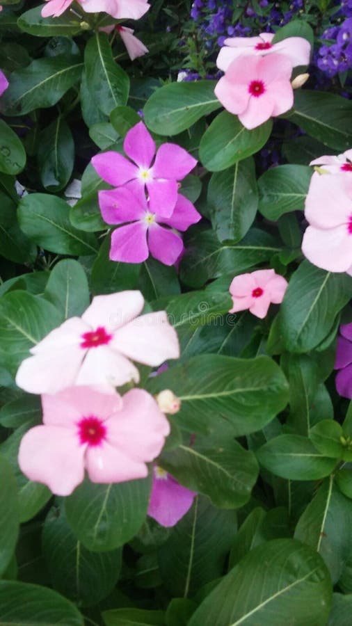 Pink flower in texas stock image. Image of pink, purple - 175407373