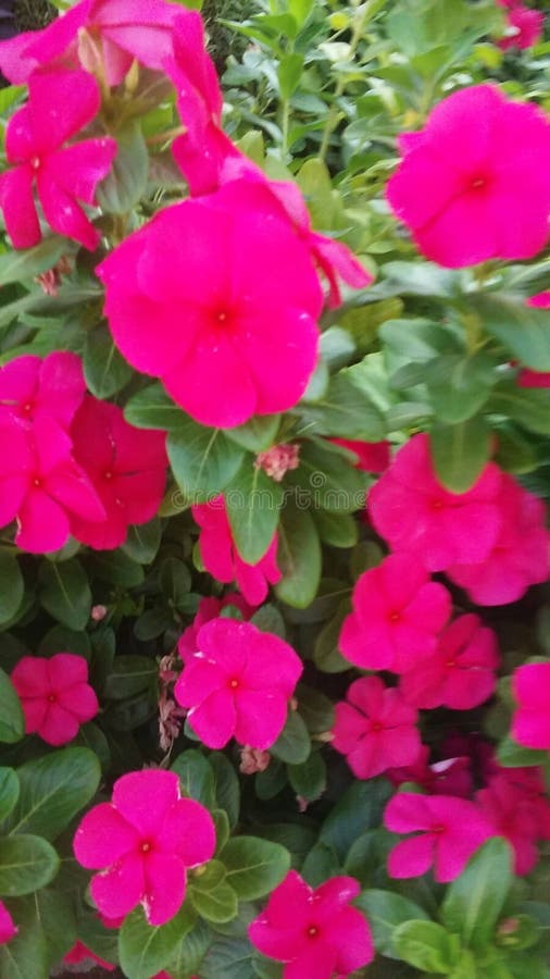 Pink flower in texas stock image. Image of flower, pink - 175408165