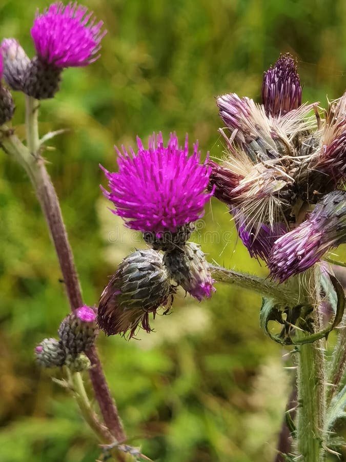 Pink flower of a thistle stock image. Image of prairie - 223882787