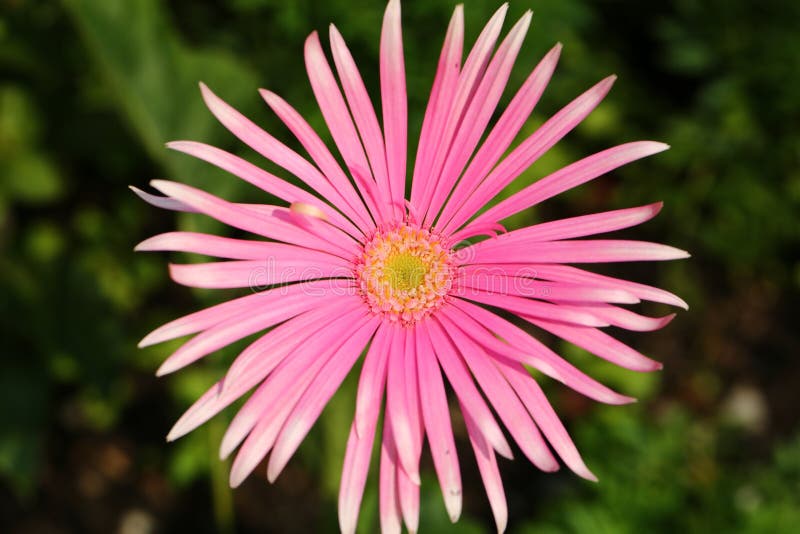 Pink flower stock image. Image of lighting, summertime - 81849325