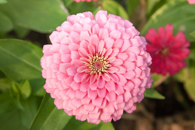 Pink Flower (Top View of Pink Circle Shape of Flower) Stock Photo ...