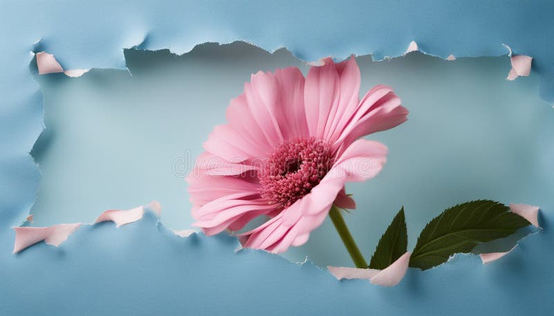 Pink Flower through Torn Blue Paper with Copy Space Stock Illustration ...