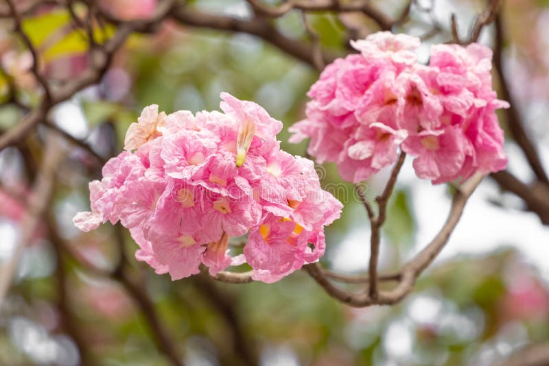 Pink Flower and Tree Branch Blur Nature Background Stock Image - Image ...
