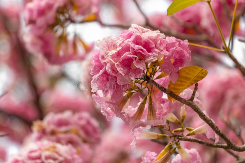 Pink Flower and Tree Branch Blur Nature Background Stock Photo - Image ...