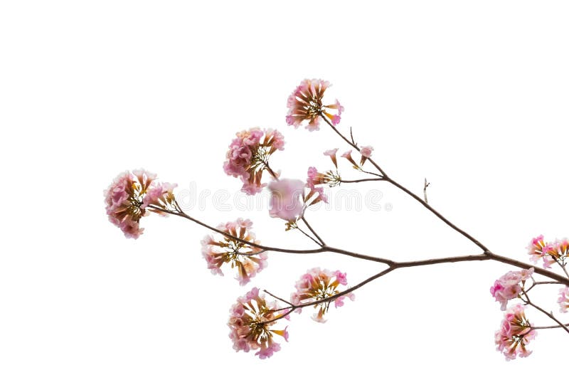 Pink Flower and Tree Branch Isolated on White Background Stock Image ...