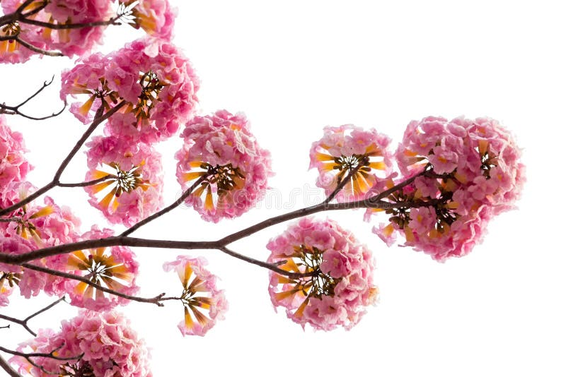Pink Flower and Tree Branch Isolated on White Background Stock Image ...