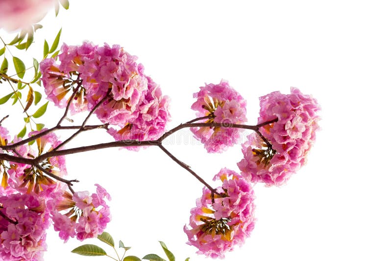 Pink Flower and Tree Branch Isolated on White Background Stock Image ...