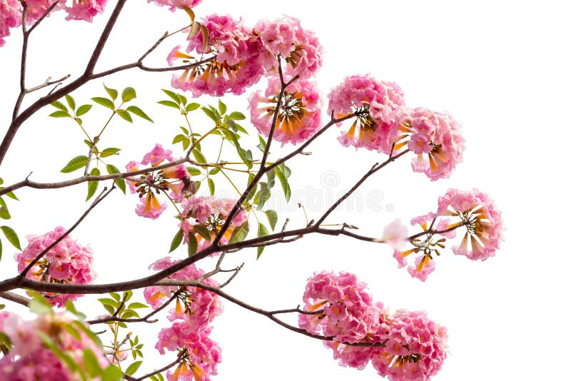 Pink Flower and Tree Branch Isolated on White Background Stock Image ...