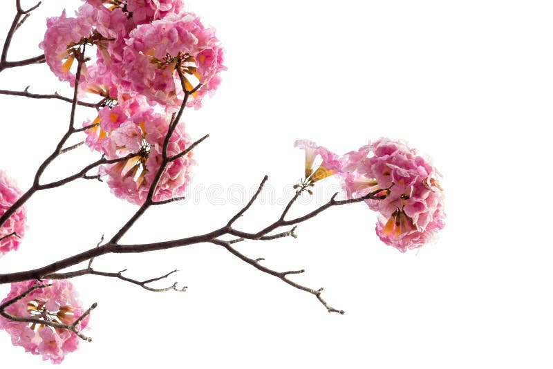 Pink Flower and Tree Branch Isolated on White Background Stock Photo ...