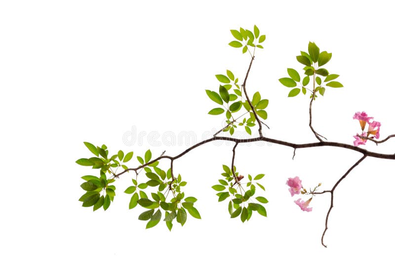 Pink Flower and Tree Branch Isolated on White Background Stock Photo ...