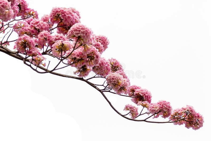 Pink Flower and Tree Branch Isolated on White Background Stock Image ...
