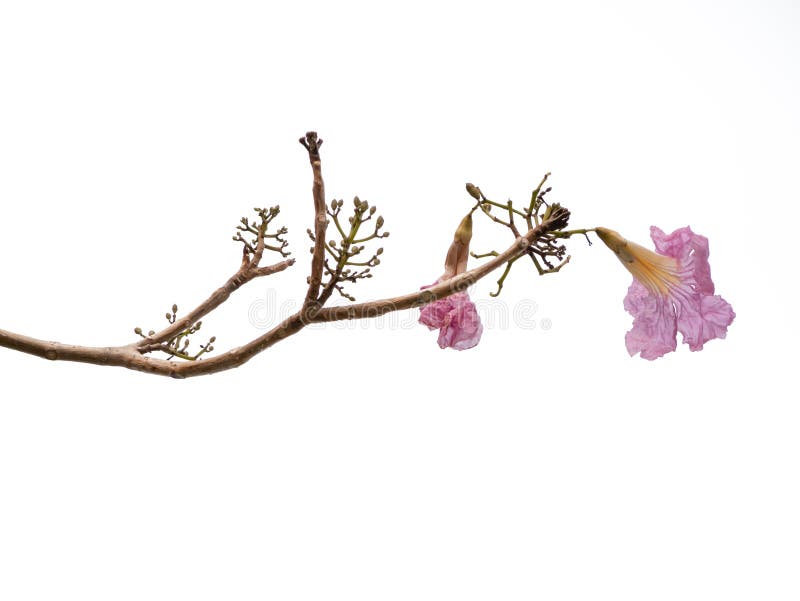 Pink Flower and Tree Branch Isolated on White Background Stock Photo ...