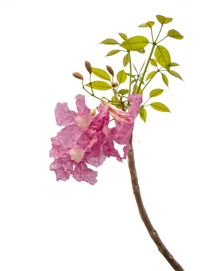 Pink Flower and Tree Branch Isolated on White Background Stock Photo ...