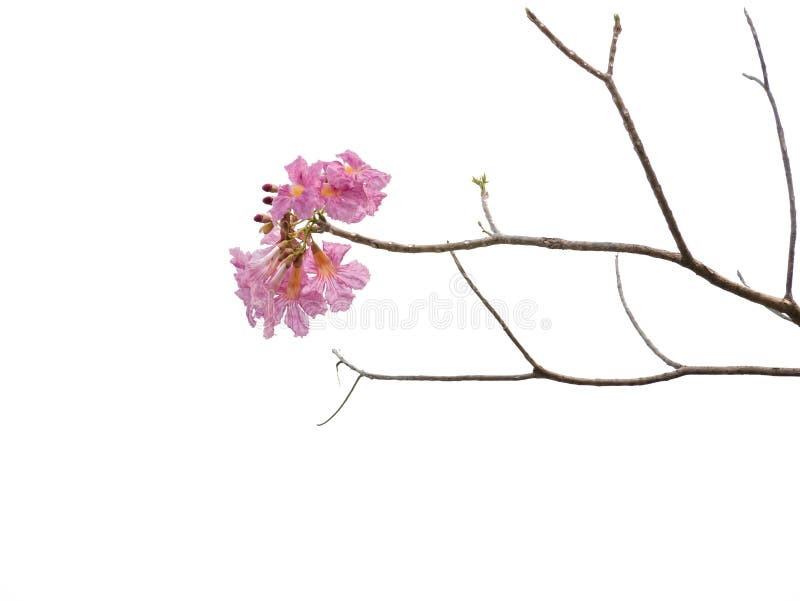 Pink Flower and Tree Branch Isolated on White Background Stock Photo ...
