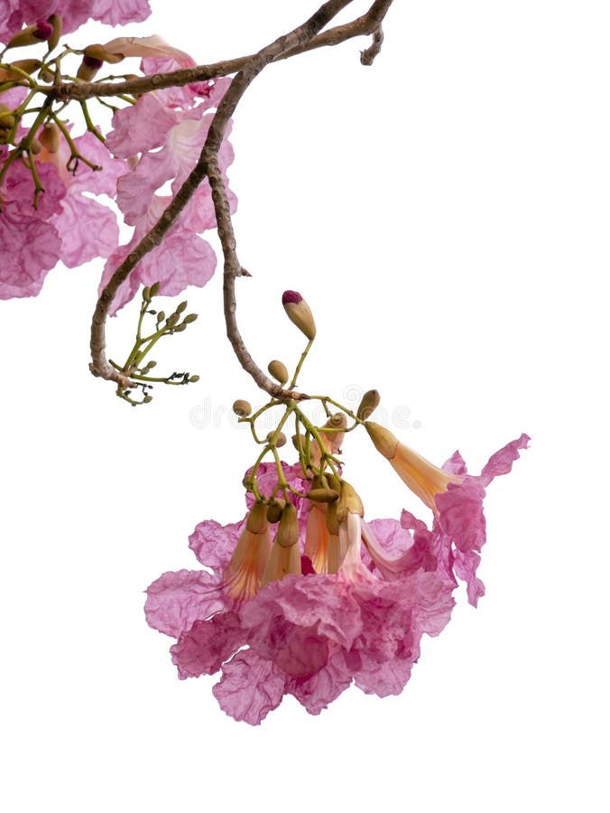 Pink Flower and Tree Branch Isolated on White Background Stock Photo ...