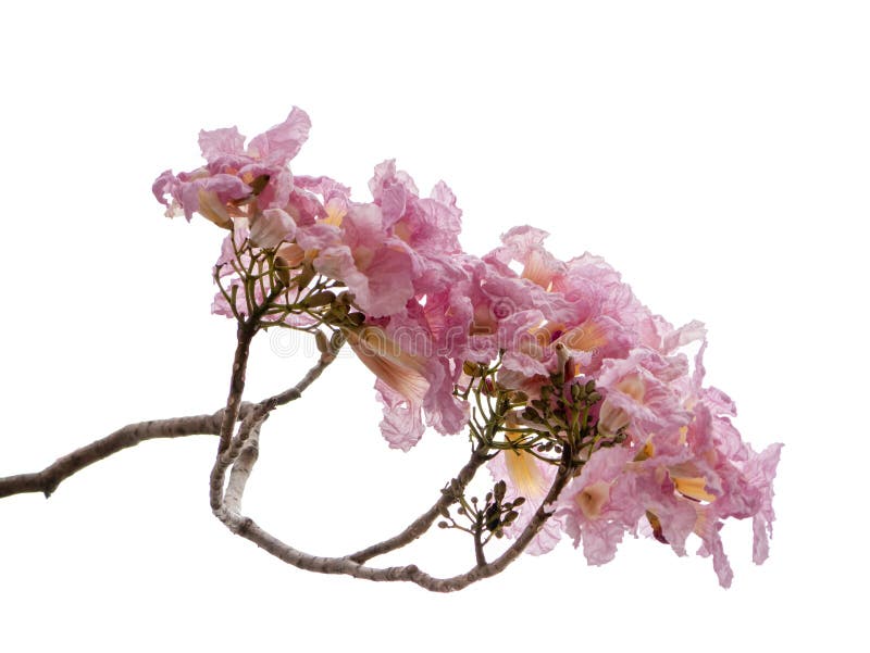 Pink Flower and Tree Branch Isolated on White Background Stock Image ...
