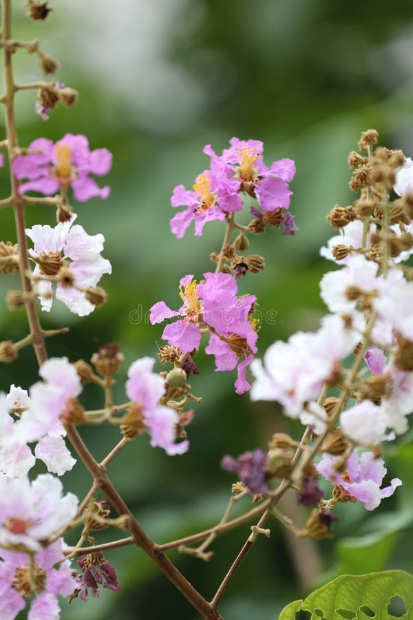 Pink flower on tree. stock image. Image of twig, pink - 43844407