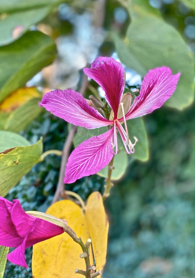 Pink flower tree stock image. Image of green, pink, tree - 243103559
