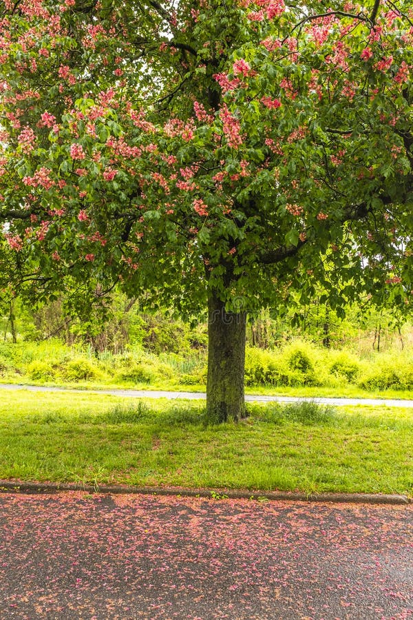Pink flower tree stock image. Image of meadow, grass - 184103717