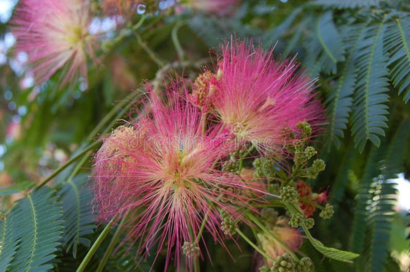 Pink flower stock image. Image of peaked, beautiful, travel - 57588731