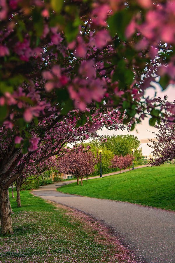 Pink Flower Trees Lining a Spring Park Stock Photo - Image of ...