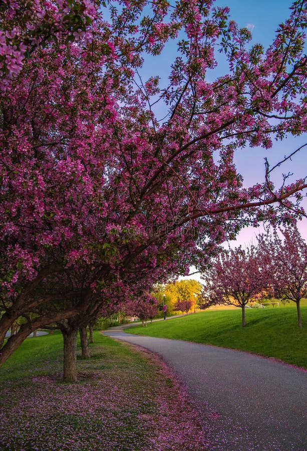 Pink Flower Trees Lining a Spring Park Stock Image - Image of leaves ...