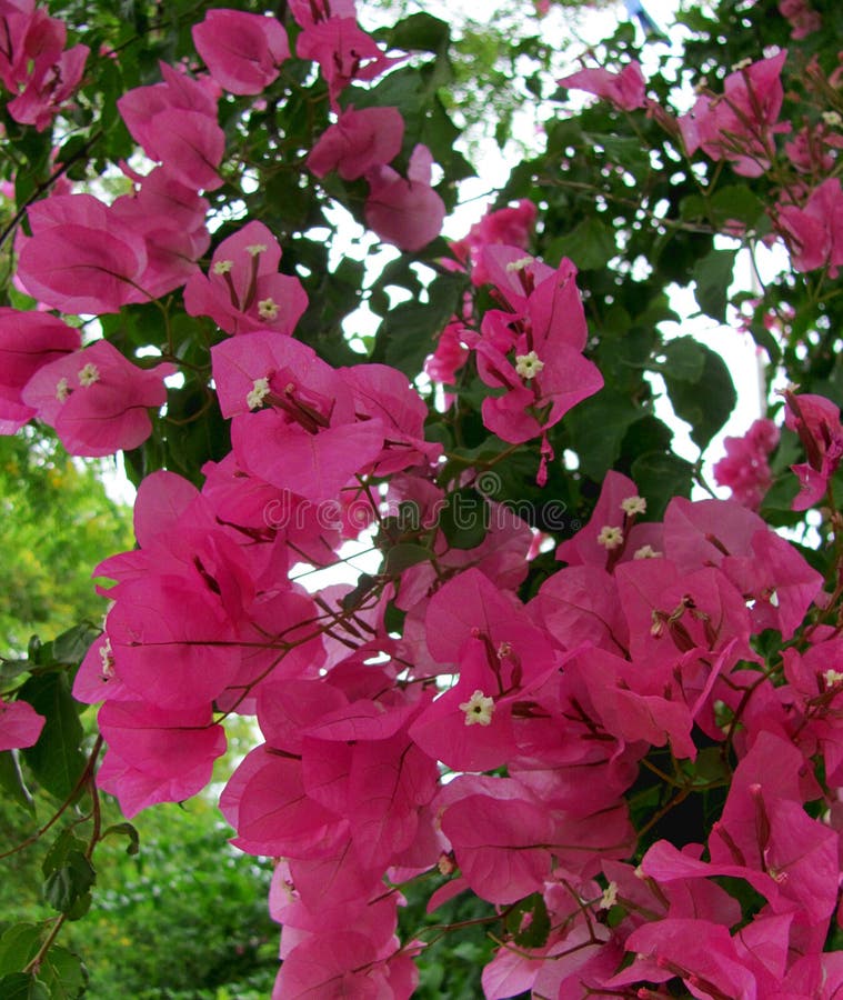 Pink Flower Trees in Nicosia, Cyprus Stock Image - Image of light ...