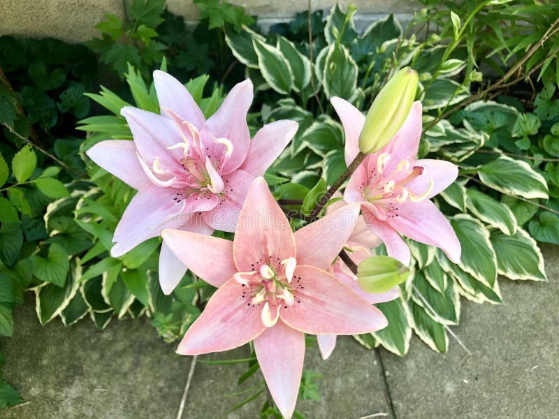 Flower trio stock photo. Image of flower, catalunya, gothic - 97427680