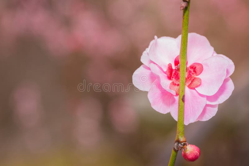 Pink flower ume blossoms. stock photo. Image of garden - 68966060