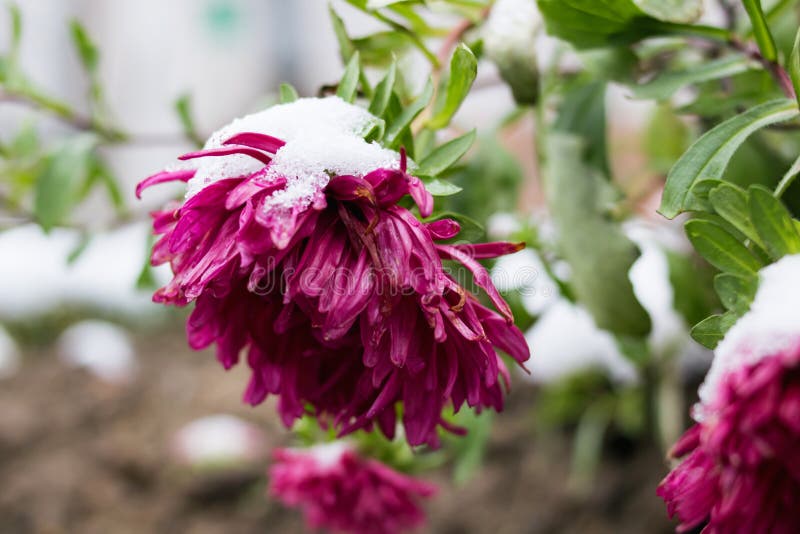 Pink Flower Under the Snow Close Up Stock Photo - Image of purple ...