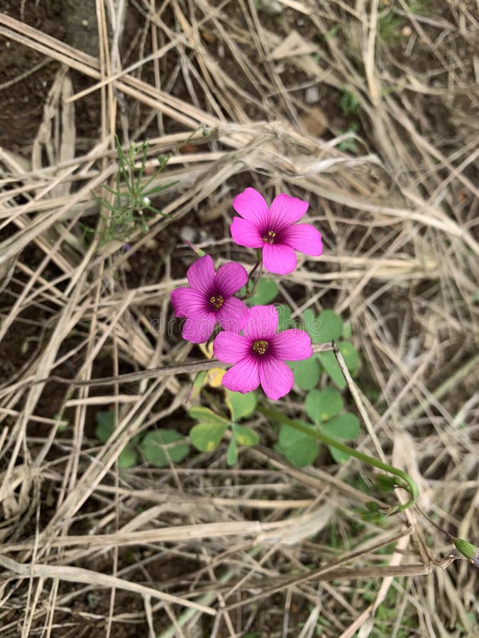 Pink Flower Upper View Natural Pattern Background Stock Photo - Image ...