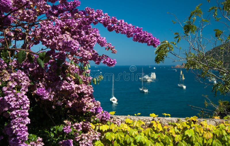 Pink flower view editorial stock photo. Image of green - 26269928