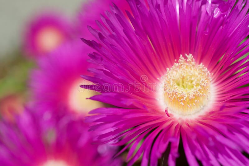 Pink flower view stock photo. Image of detail, nature - 217365808