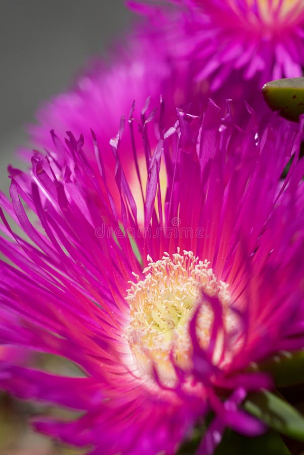 Pink flower view stock image. Image of nature, elegant - 220168989