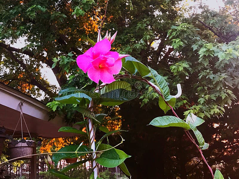 Pink flower stock photo. Image of pink, flower, decor - 103326486