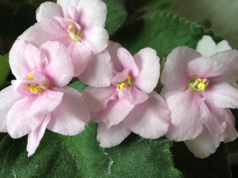 Pink flower Viola stock photo. Image of color, flower - 98291410