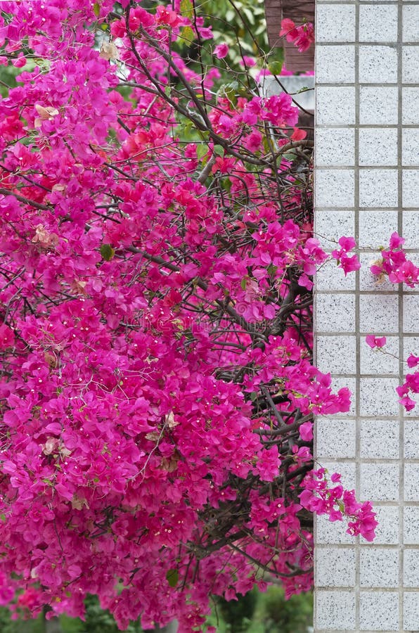 Pink flower on wall stock image. Image of flora, design - 215338841