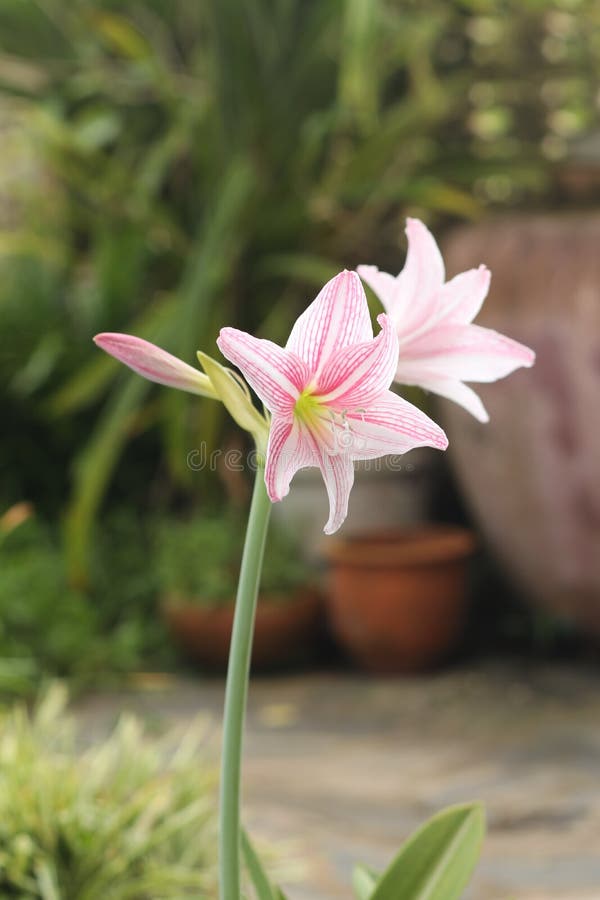 Pink Star Lily Flower or Wan See Tit Stock Photo - Image of plant ...
