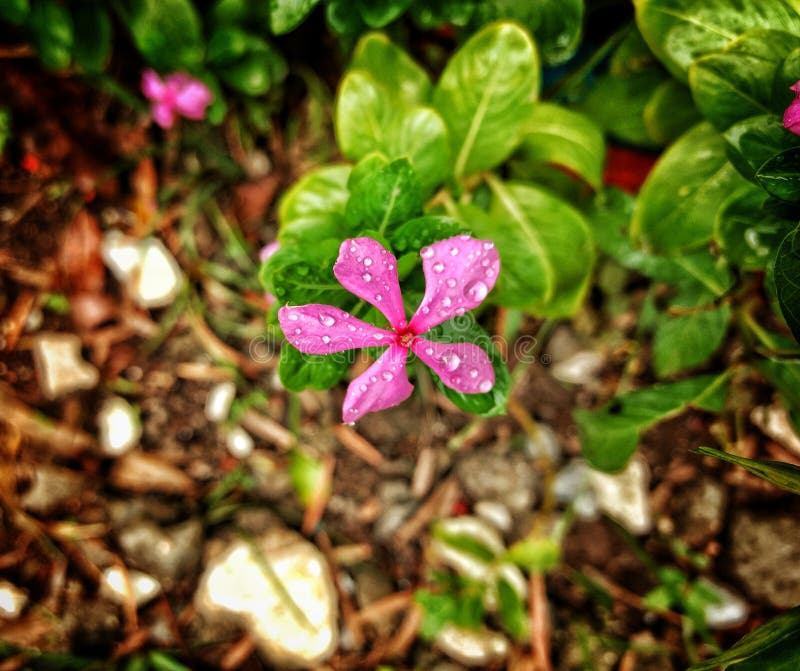 Pink flower stock photo. Image of drop, water, pink, five - 96670052