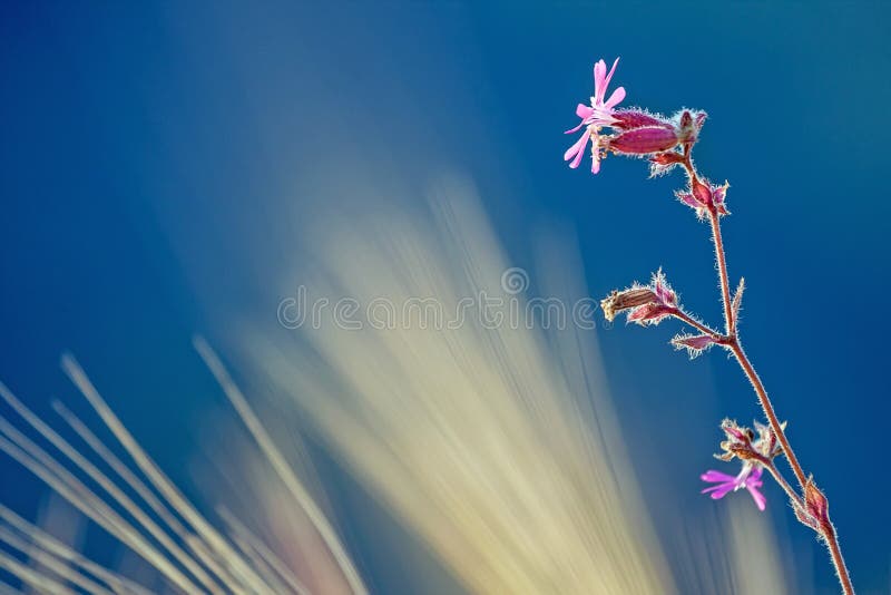 Pink Flower in a Wheatfield Stock Photo - Image of yellow, wildflower ...