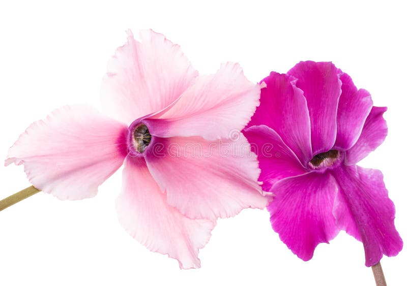 Pink Flower on White Background Stock Photo - Image of flower ...