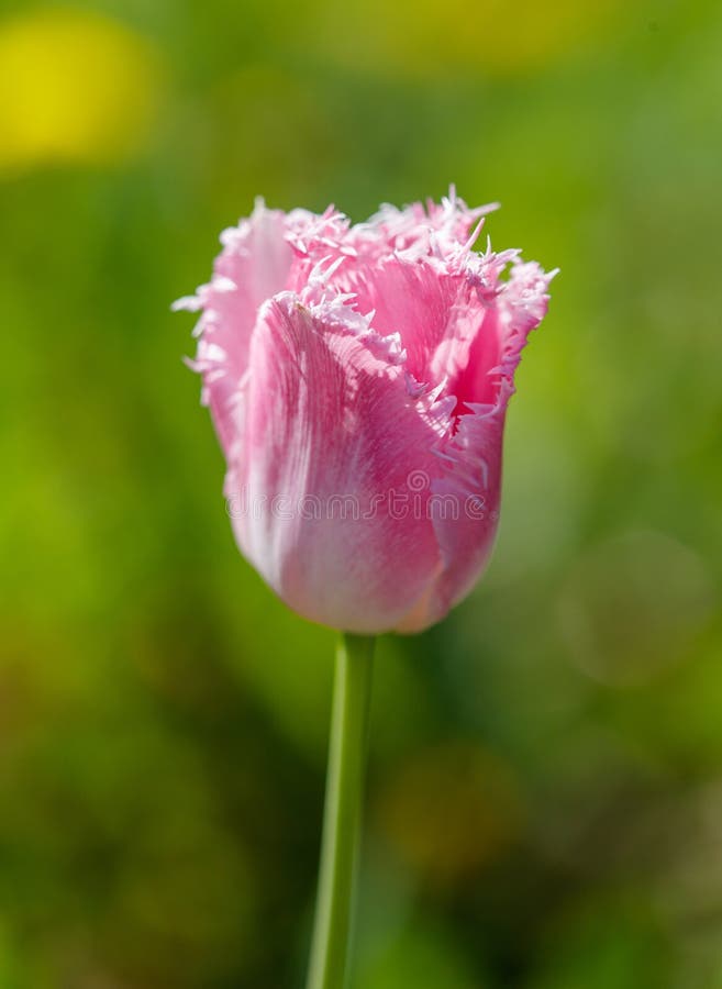 113 Holland White Flower Yellow Center Stock Photos - Free & Royalty ...